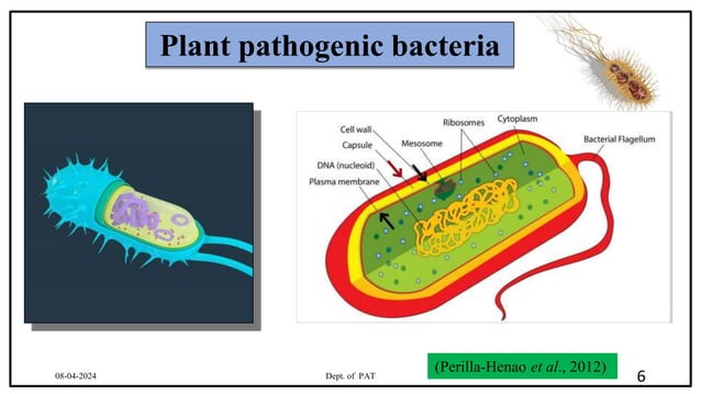 Vector borne bacterial plant pathologens interactions with hemipteran ...