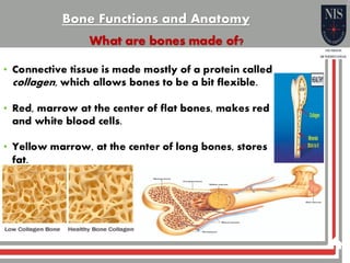 Bone function and anatomy general science | PDF