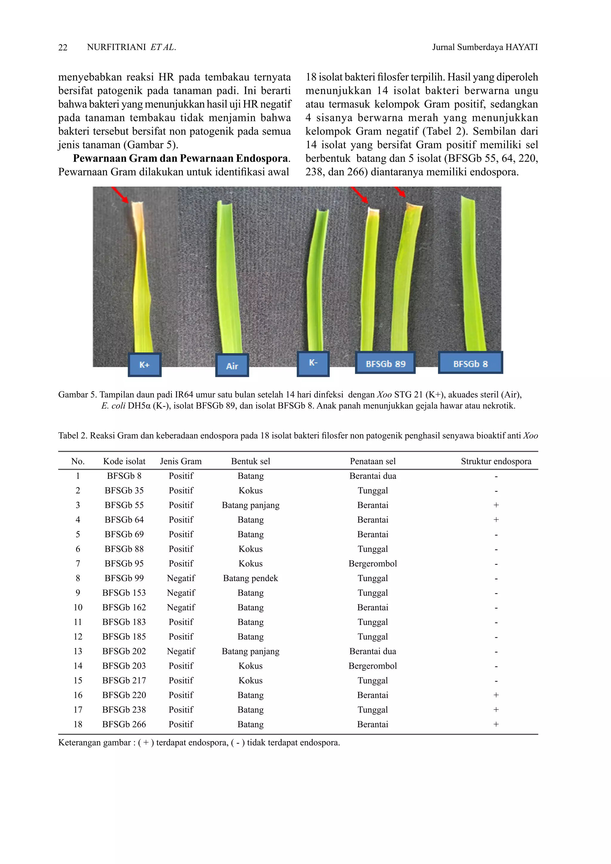 bakteri filosfer | PDF