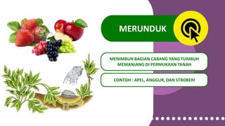 Perkembangbiakan tumbuhan secara vegetatif buatan | PPSX