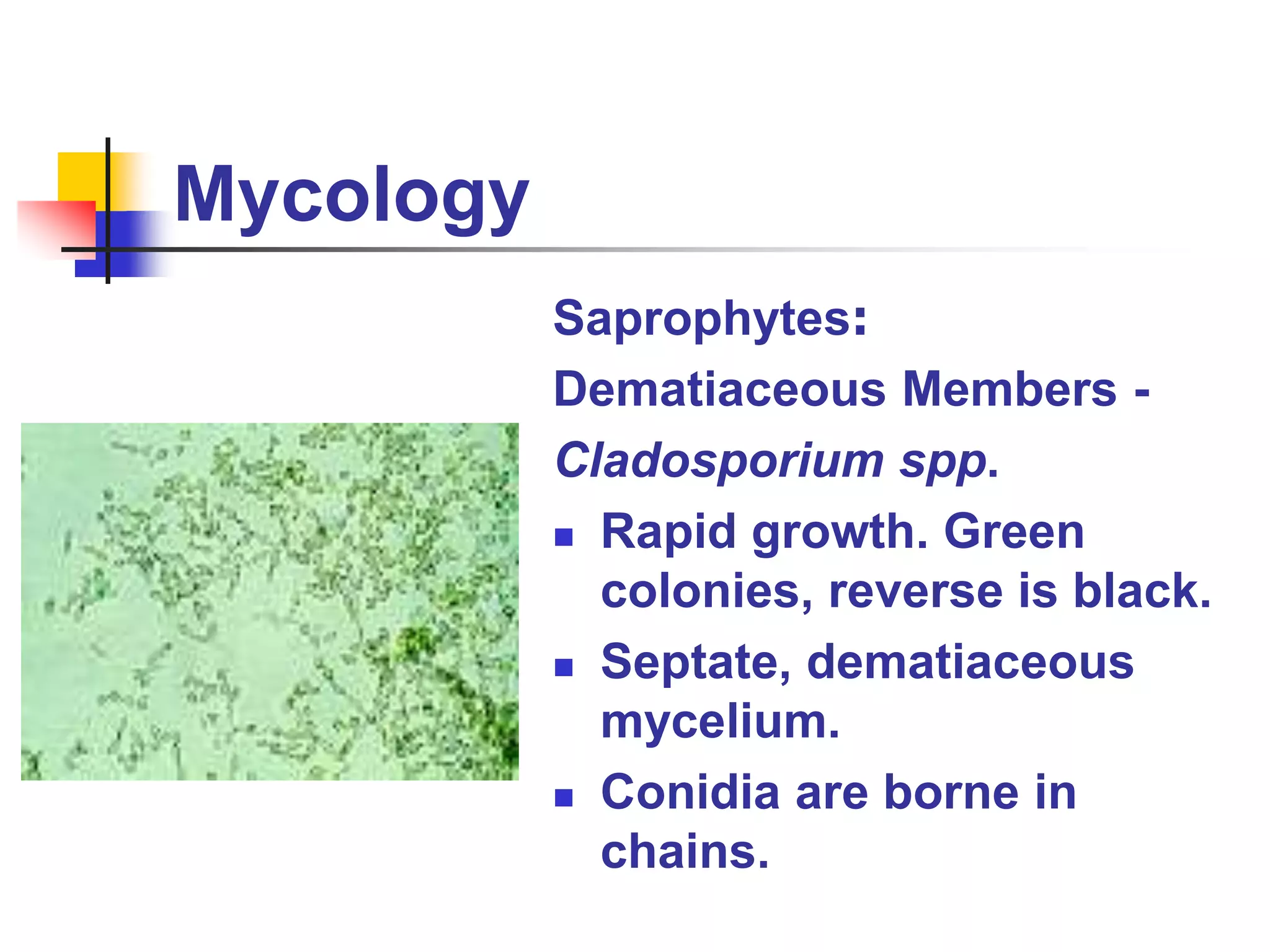 1540957937 - MycologySummer2012.ppt