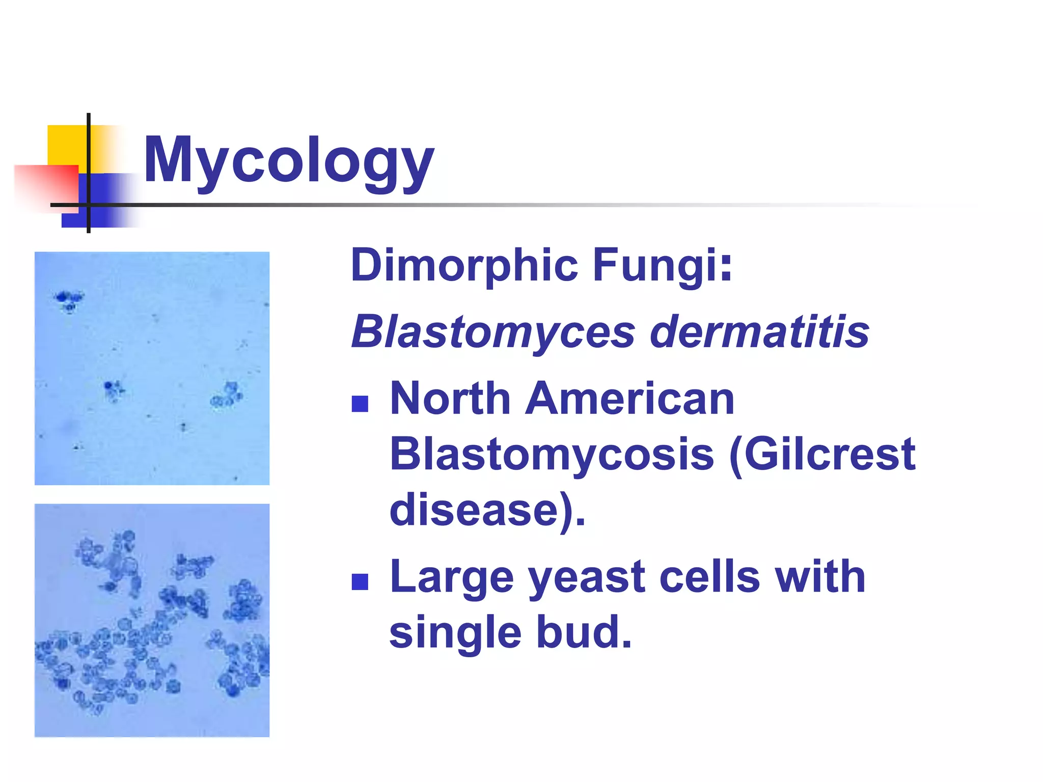 1540957937 - MycologySummer2012.ppt