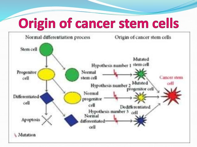 stem cells and cancer stem cells | PPTX | Biological Sciences | Science