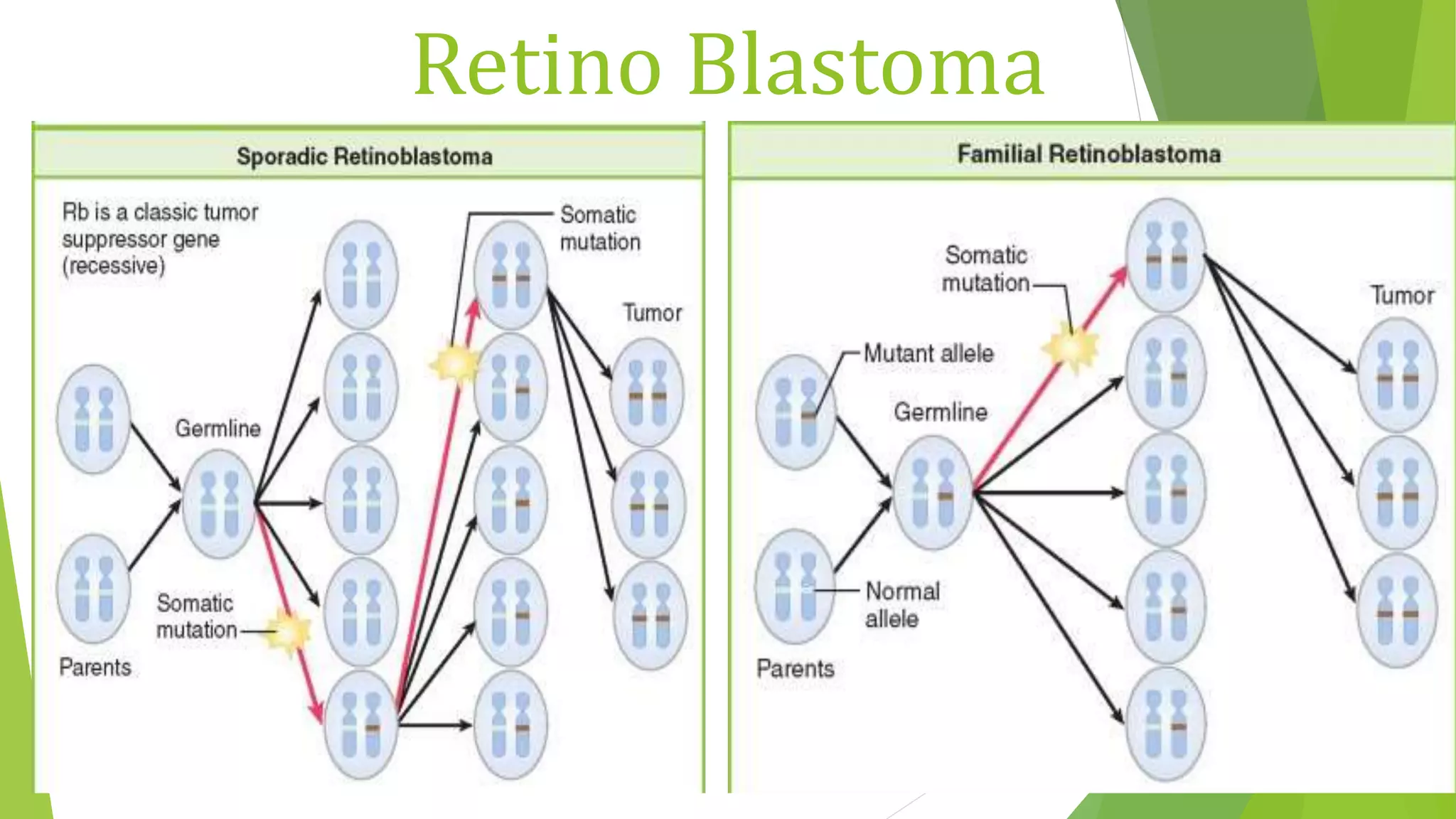 biology of cancer | PPTX