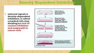 biology of cancer | PPTX