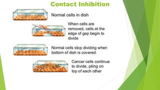 biology of cancer | PPTX