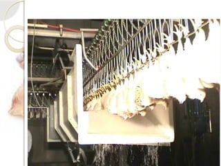 poultry meat for human consumption and slaughter house | PPTX