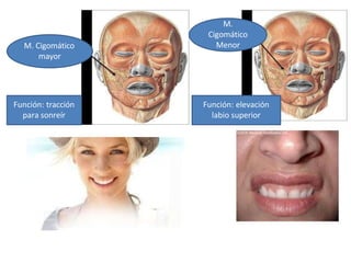 musculos del craneo y caracteristicas.pptx