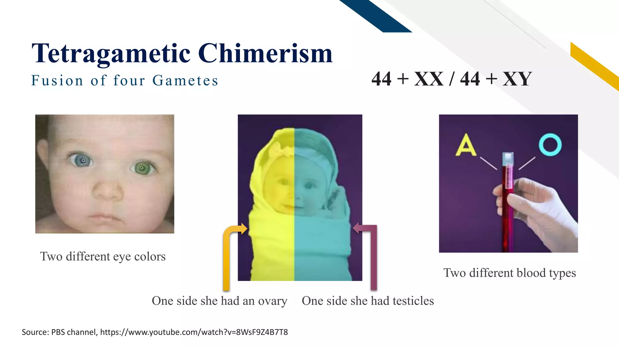Genetic Chimerism | PPTX