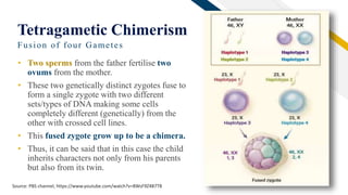 Genetic Chimerism | PPTX
