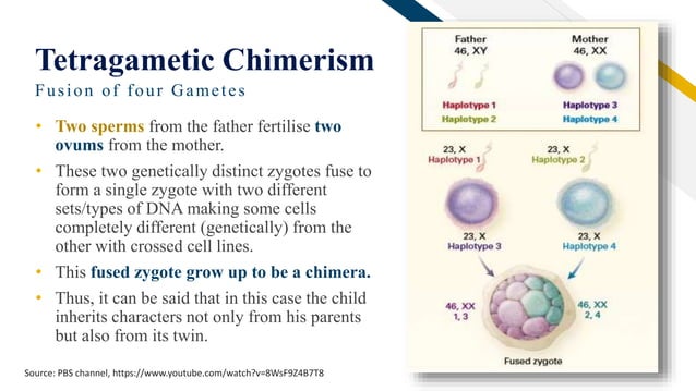 Genetic Chimerism