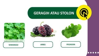 Perkembangbiakan tumbuhan secara vegetatif alami | PPSX