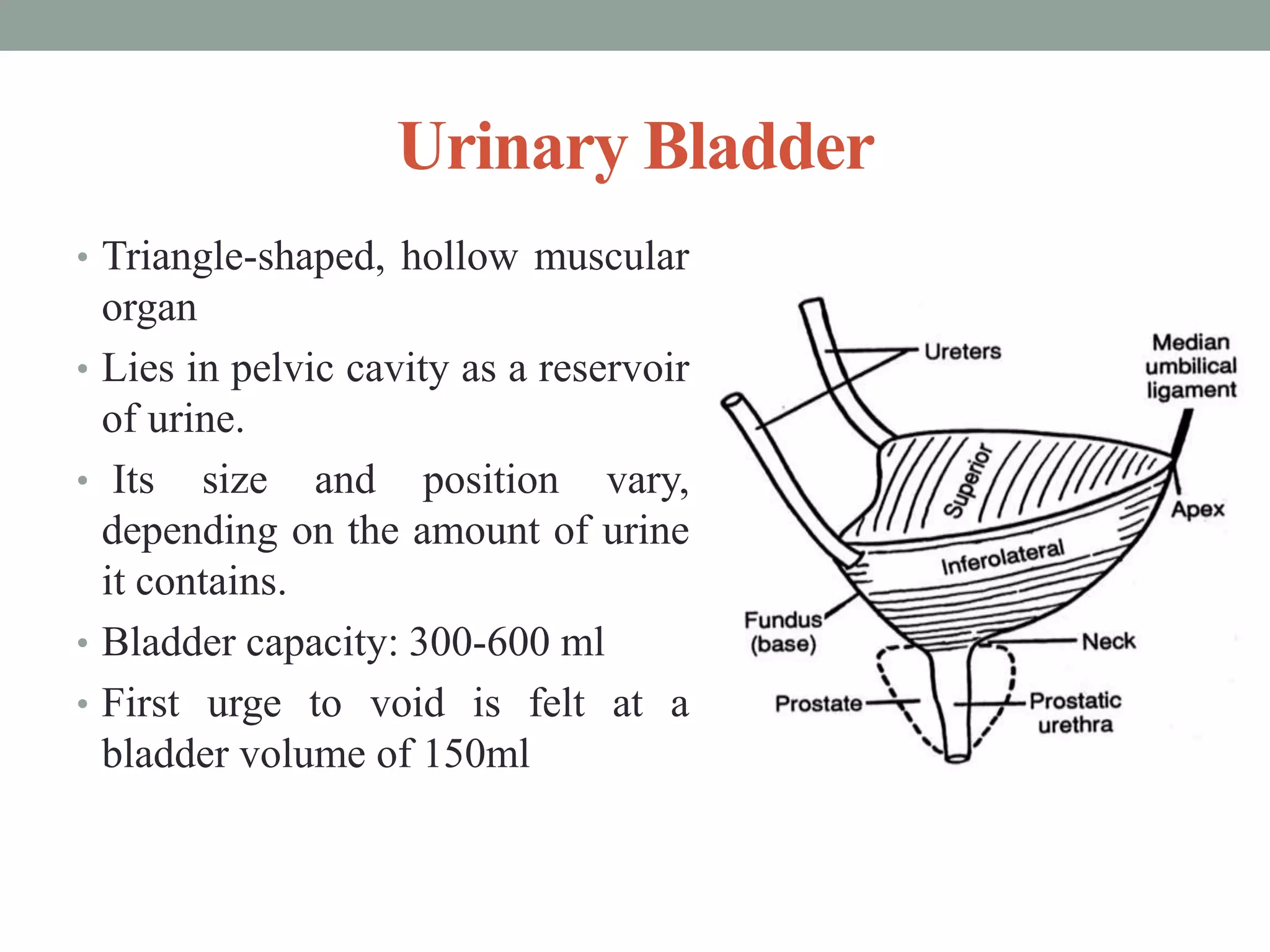 CT urography | PPT