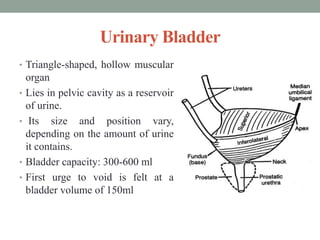 CT urography | PPTX