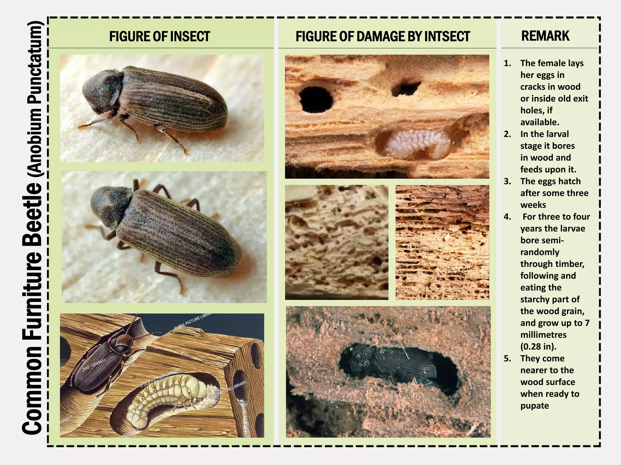 architectural conservation assignment: Insect and other pests as causes ...