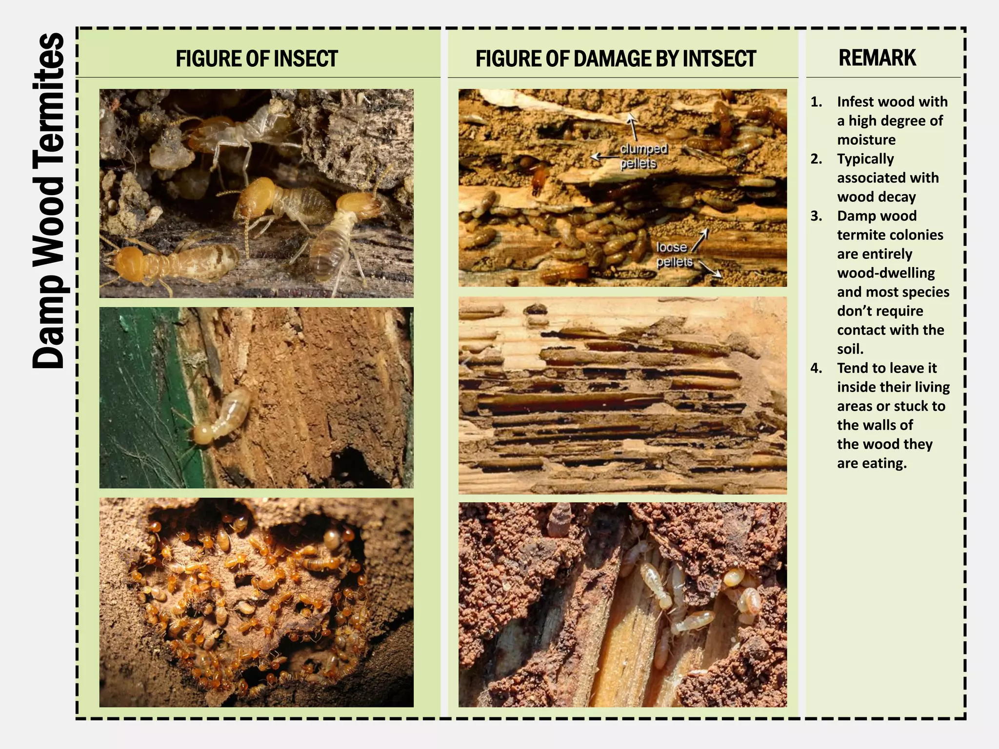 architectural conservation assignment: Insect and other pests as causes ...