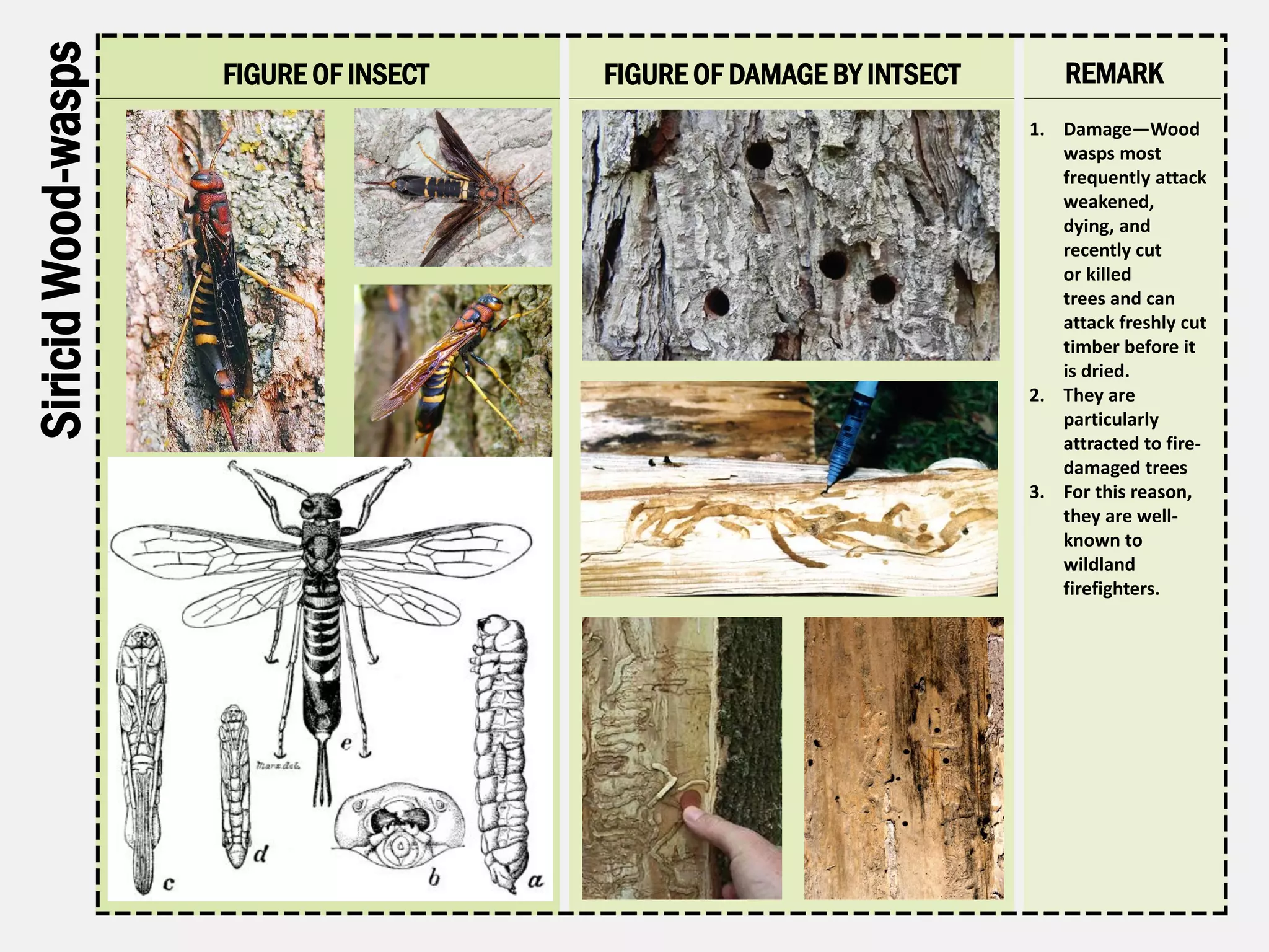 architectural conservation assignment: Insect and other pests as causes ...