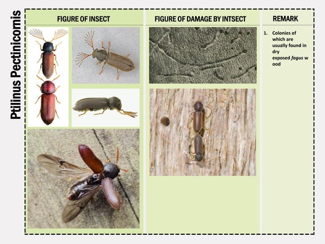 architectural conservation assignment: Insect and other pests as causes ...