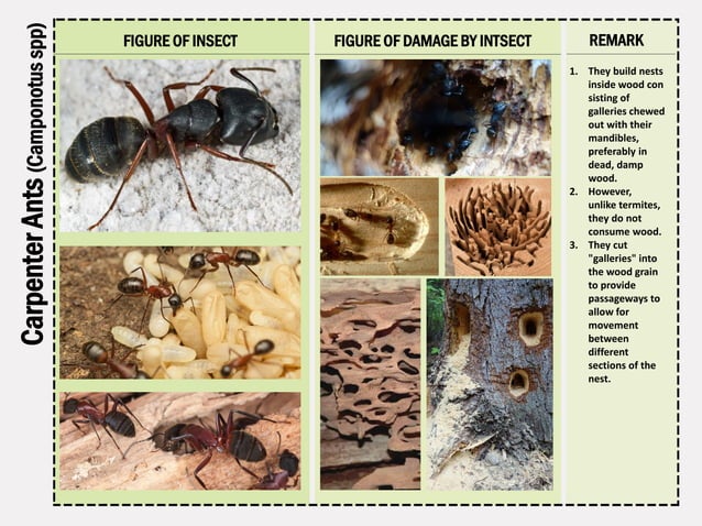architectural conservation assignment: Insect and other pests as causes ...