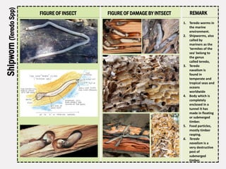 architectural conservation assignment: Insect and other pests as causes ...