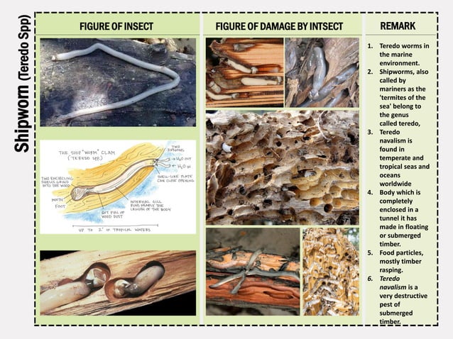 architectural conservation assignment: Insect and other pests as causes ...