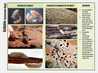 architectural conservation assignment: Insect and other pests as causes ...