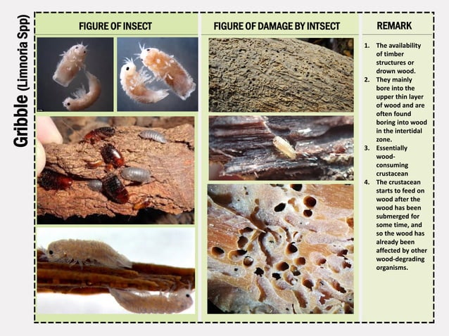 architectural conservation assignment: Insect and other pests as causes ...