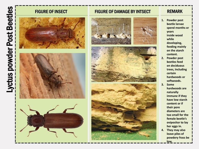 architectural conservation assignment: Insect and other pests as causes ...