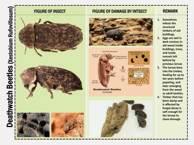 architectural conservation assignment: Insect and other pests as causes ...