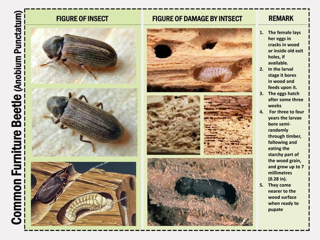 architectural conservation assignment: Insect and other pests as causes ...
