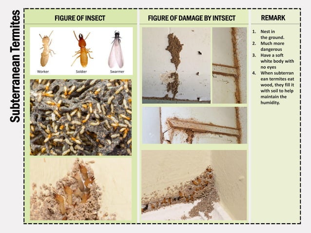 architectural conservation assignment: Insect and other pests as causes ...