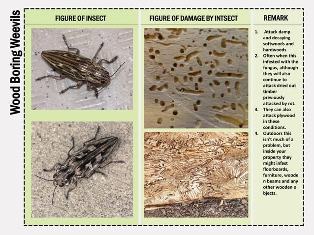 architectural conservation assignment: Insect and other pests as causes ...
