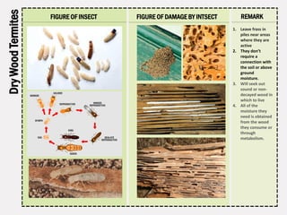architectural conservation assignment: Insect and other pests as causes ...