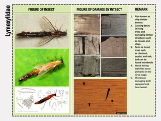 architectural conservation assignment: Insect and other pests as causes ...