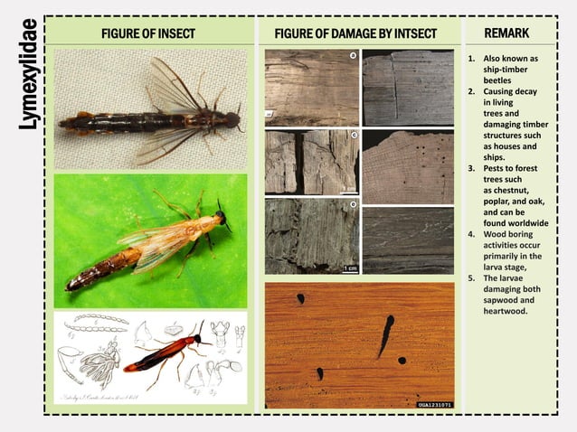 architectural conservation assignment: Insect and other pests as causes ...