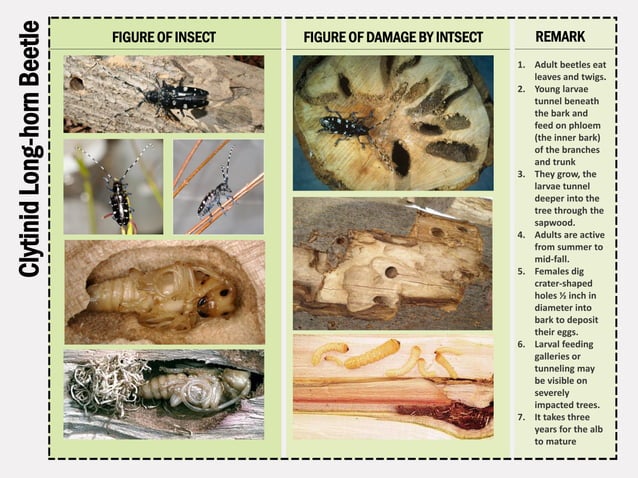 architectural conservation assignment: Insect and other pests as causes ...