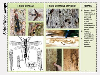 architectural conservation assignment: Insect and other pests as causes ...