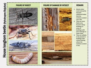 architectural conservation assignment: Insect and other pests as causes ...