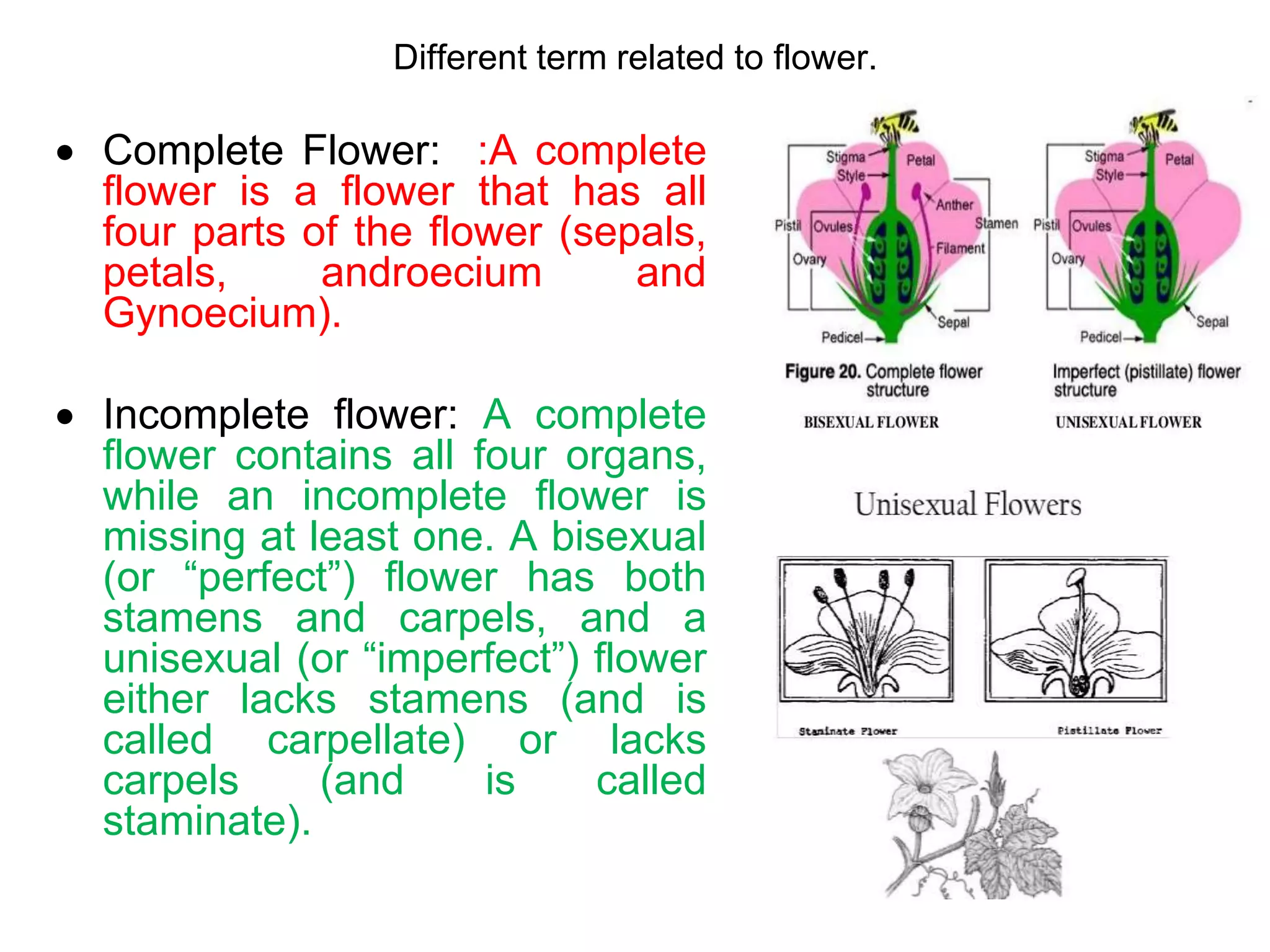 1561550108FLOWER.ppt