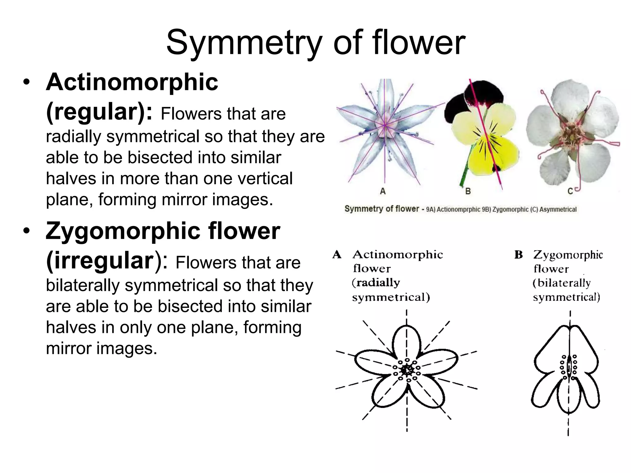 1561550108FLOWER.ppt
