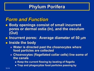1561638399Porifera AG.ppt