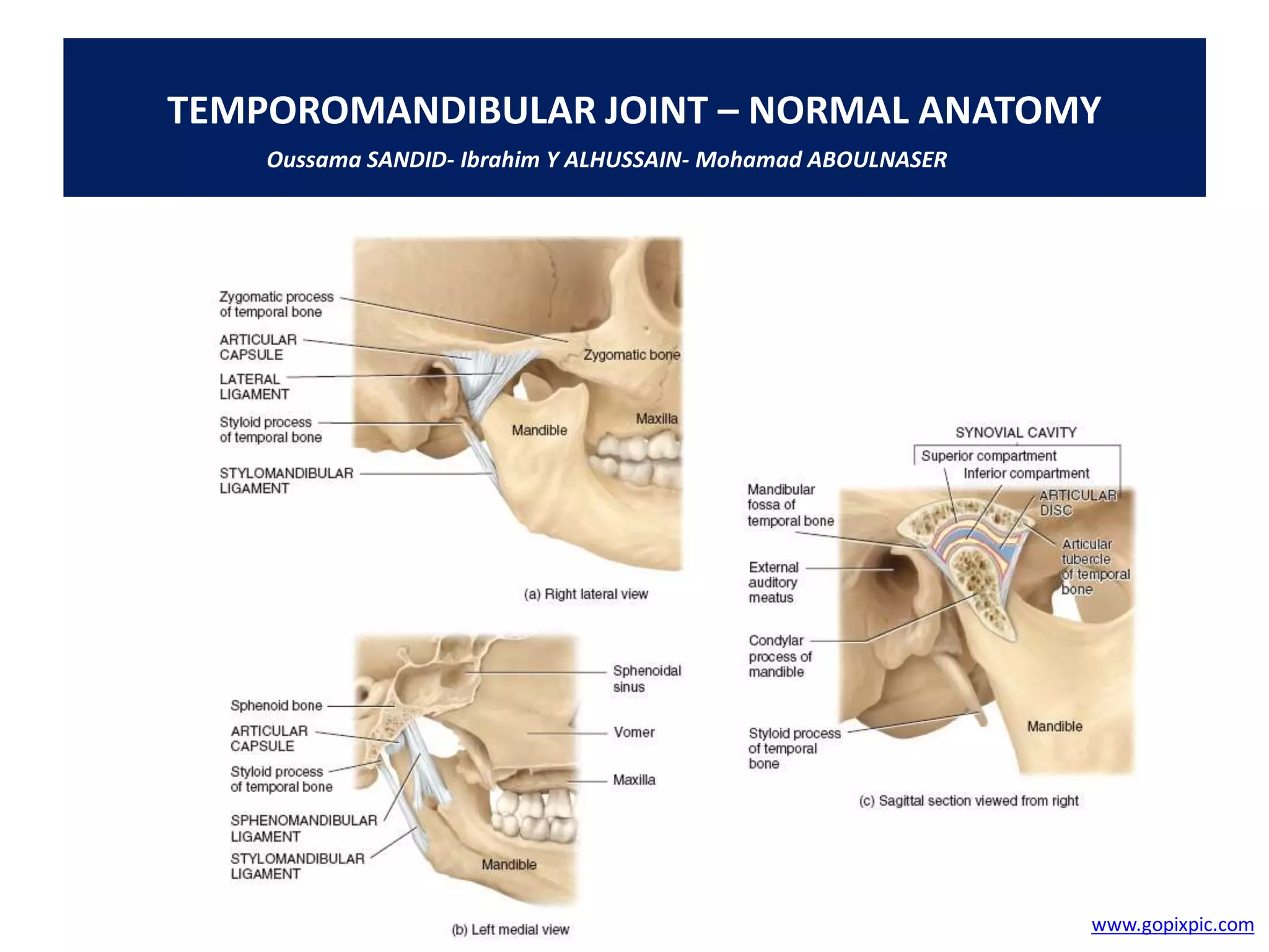 157 temporomandibular joint-tmj- anatomy | PDF