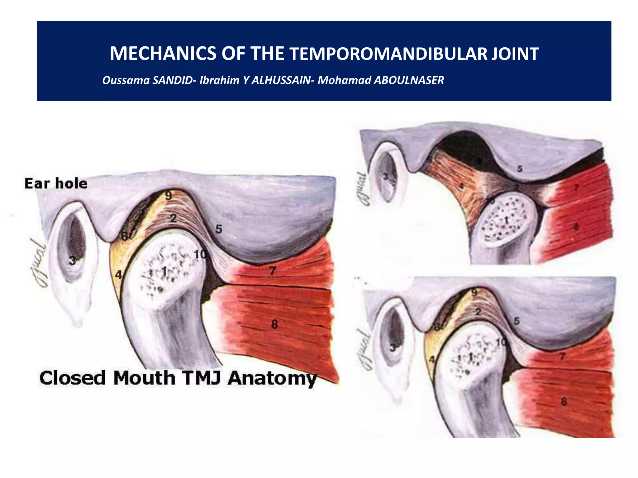 157 temporomandibular joint-tmj- anatomy mechanichs | PDF