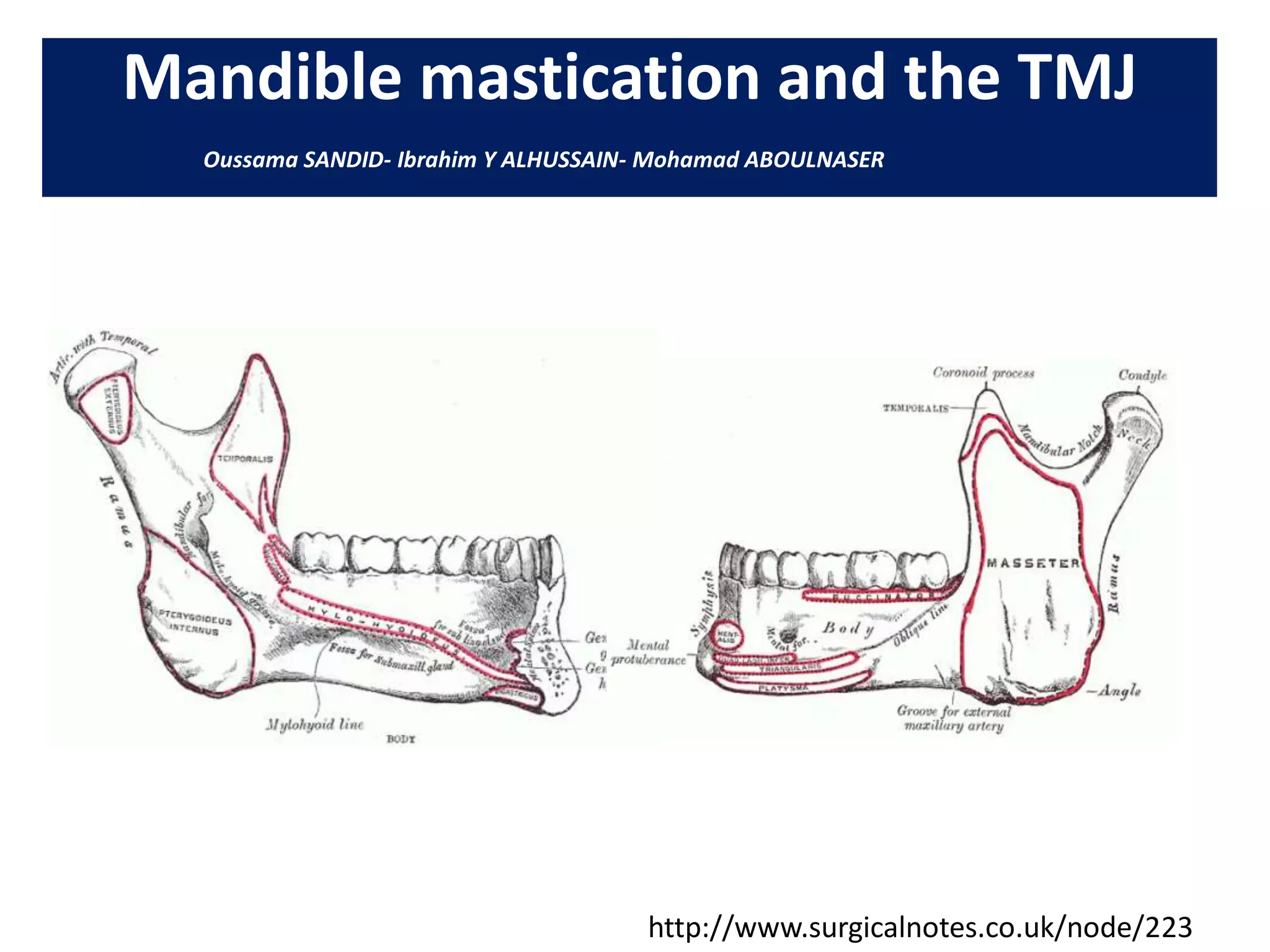 157 temporomandibular joint-tmj- anatomy mechanichs | PDF