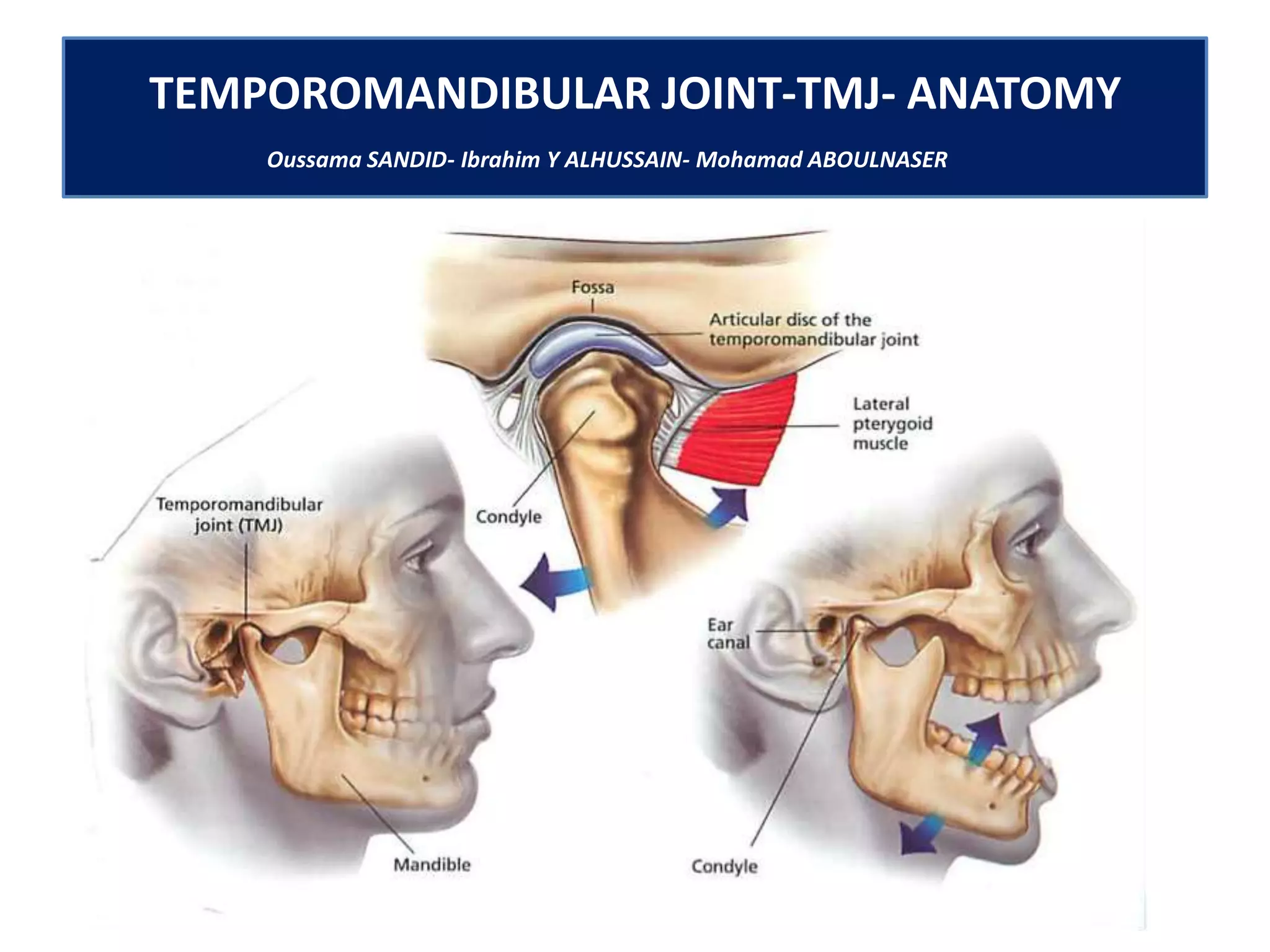 157 temporomandibular joint-tmj- anatomy mechanichs | PDF