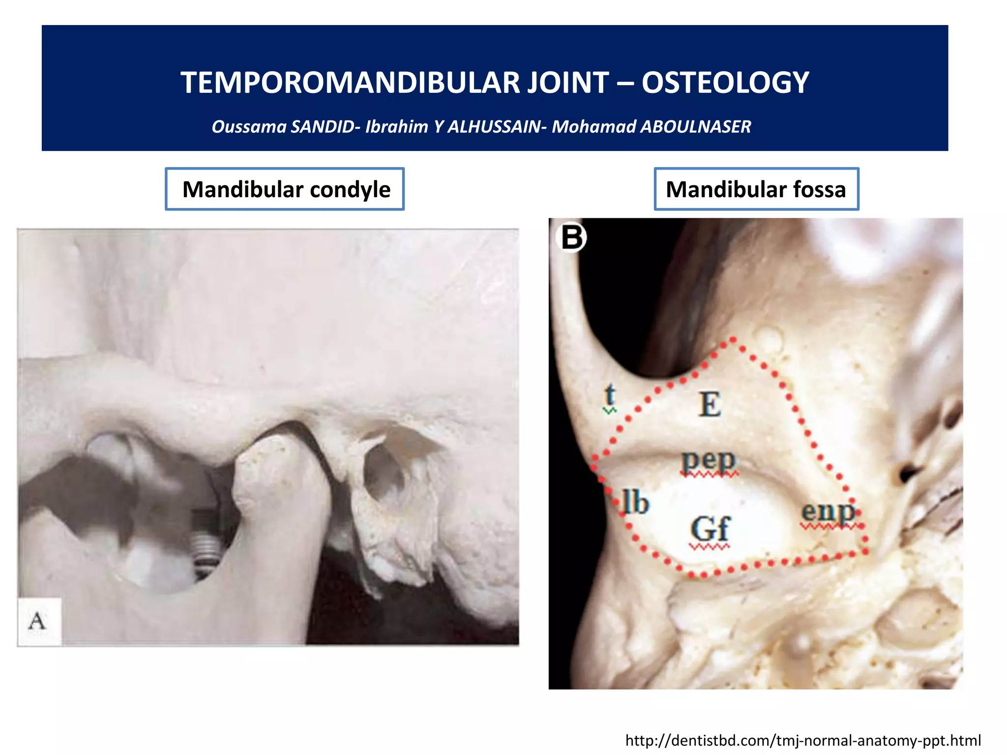 157 temporomandibular joint-tmj- anatomy mechanichs | PDF