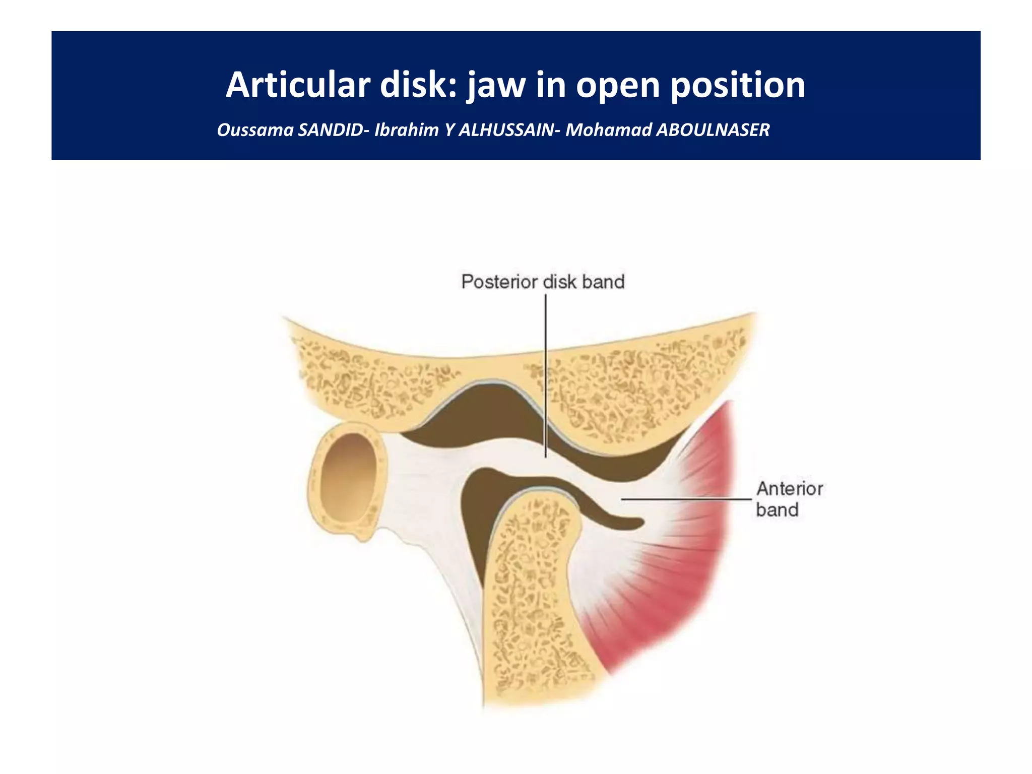 157 temporomandibular joint-tmj- anatomy mechanichs | PDF