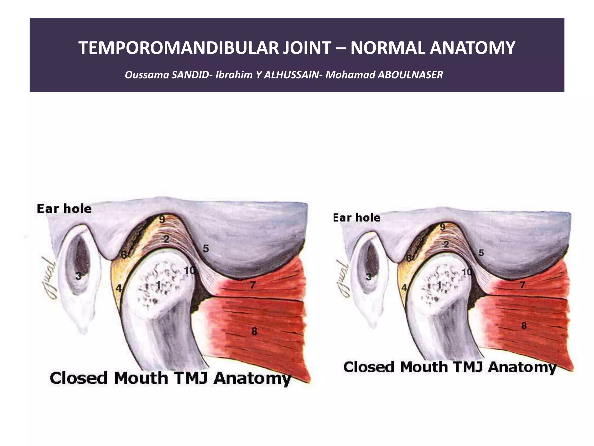 157 temporomandibular joint-tmj- anatomy mechanichs | PDF