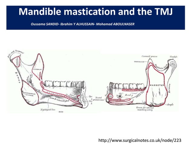 157 temporomandibular joint-tmj- anatomy mechanichs | PDF