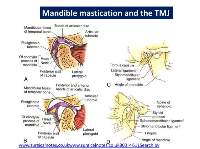 157 temporomandibular joint-tmj- anatomy mechanichs | PDF
